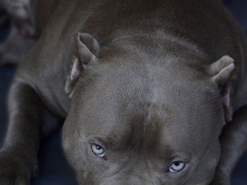 Кобель для вязки амбулли