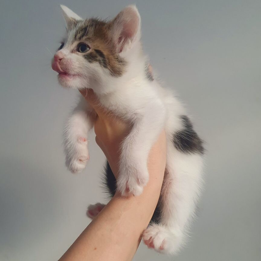 Мейн-кун котёнок