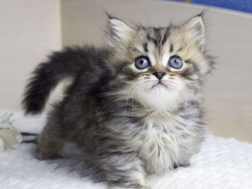 Котята манчкин