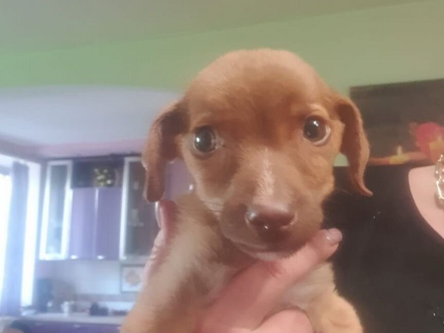 Щенок маленькой собаки