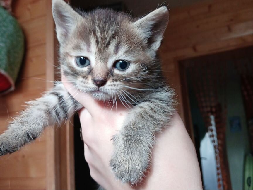 Котята в добрые руки 1 месяц