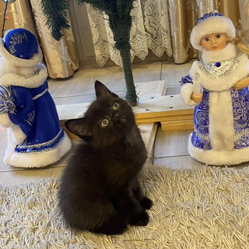 Котёнок от частного владельца