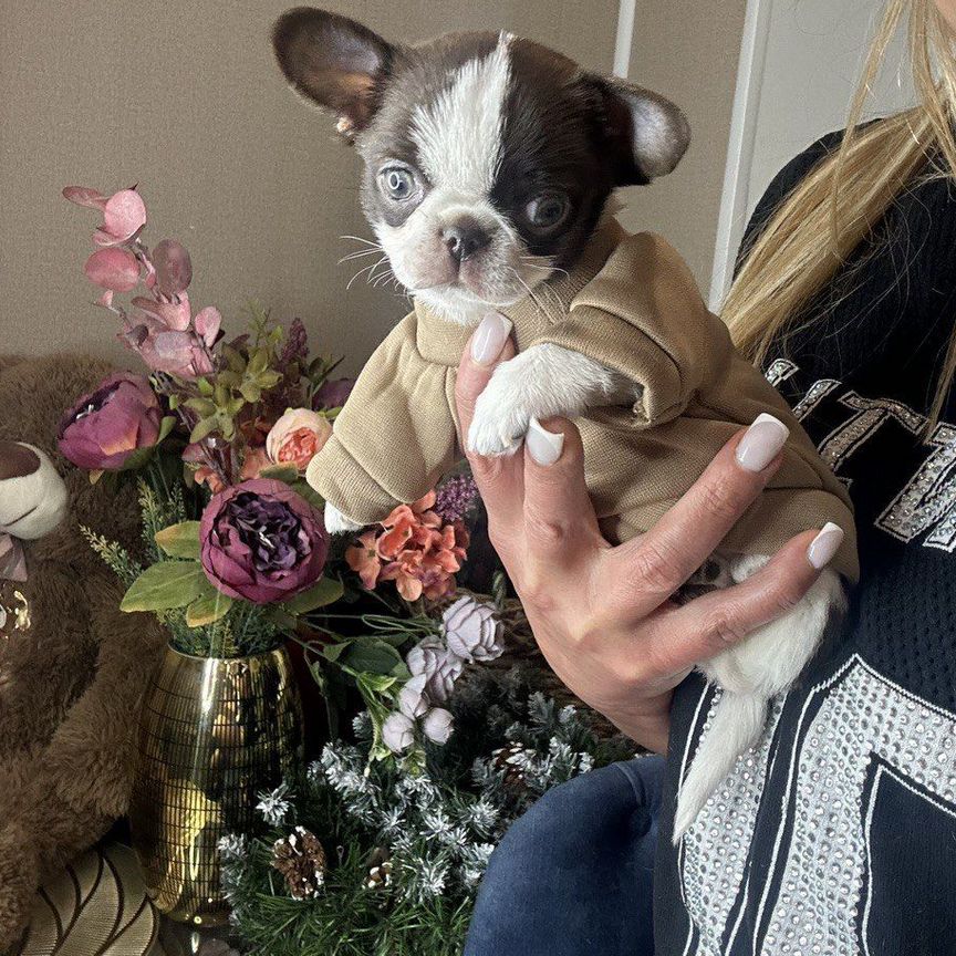 Чихуахуа, щенок