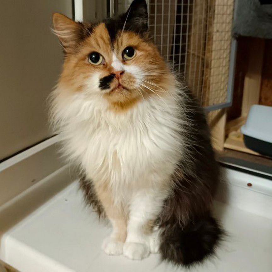 Шикарная трехцветка Тайра