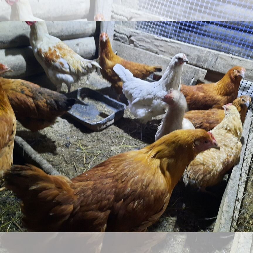 Продам куриц