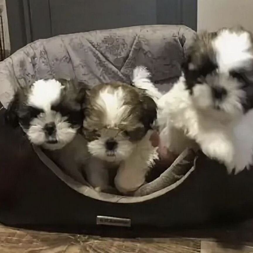 Ши-тцу, щенок