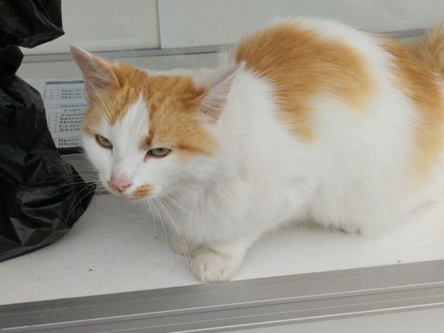 Кошечка брошенка