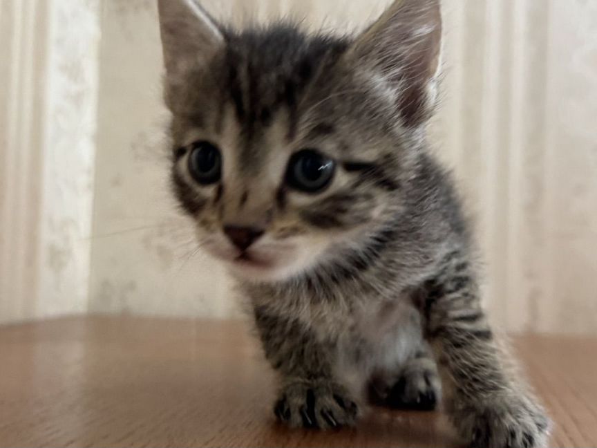 Котята в добрые руки бесплатно