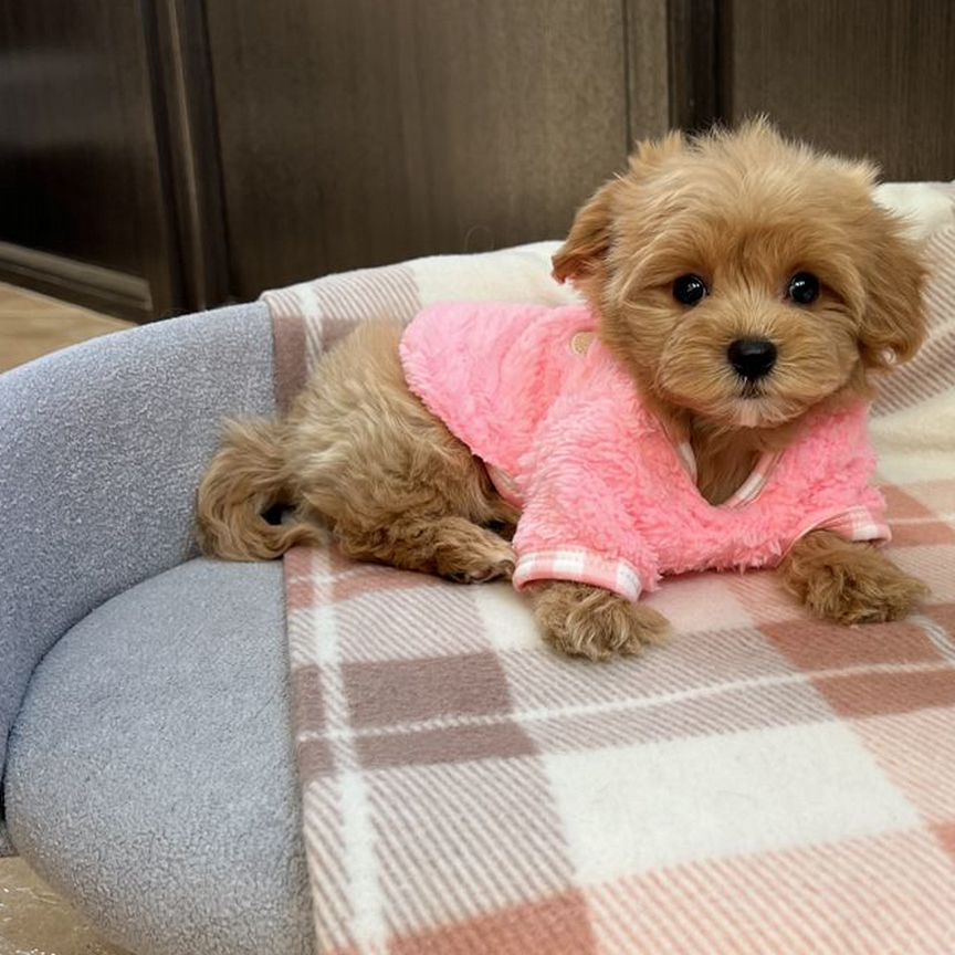 Мальтипу f1 mini девочка