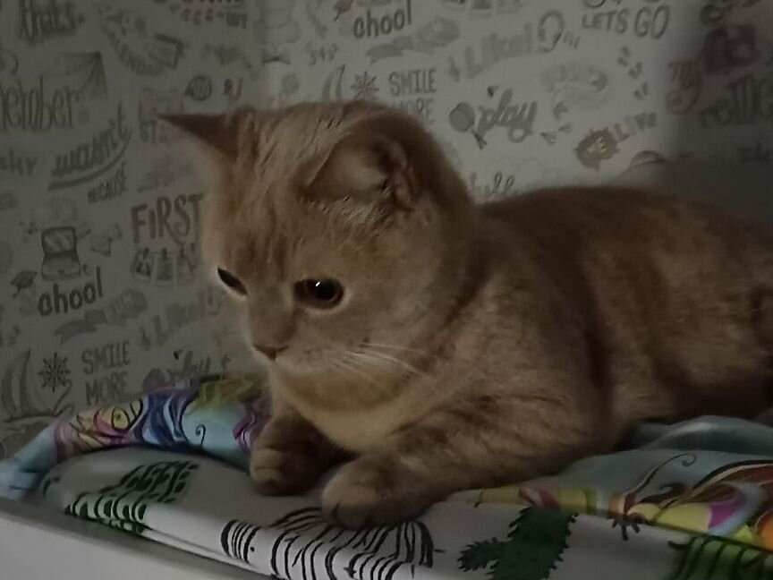 Манчкин стандарт
