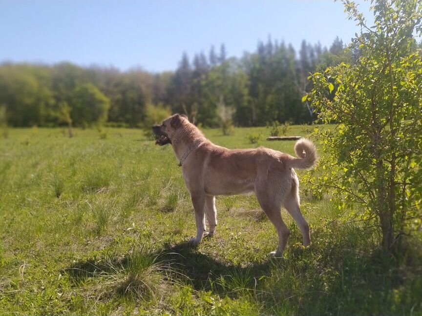 Вязка кангал