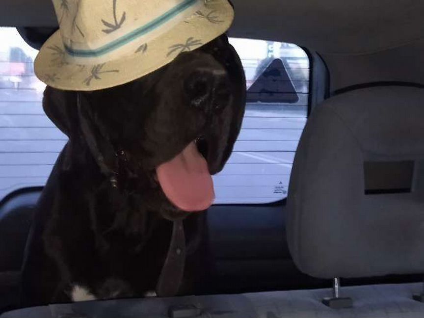 Вязка немецкого дога