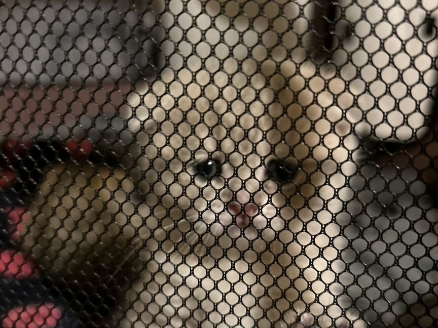 Шотландские вислоухие котята