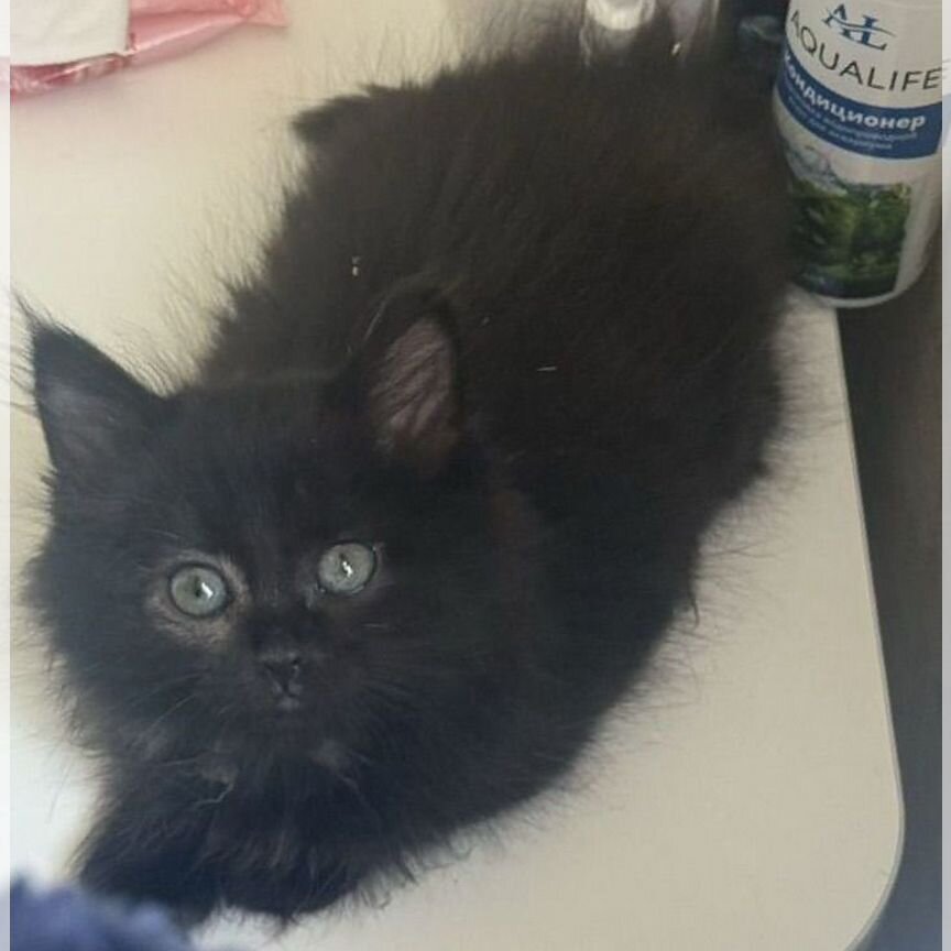 Сибирский котёнок