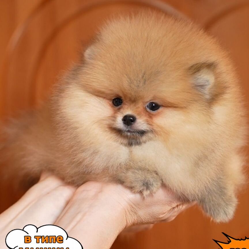 Померанский шпиц, щенок