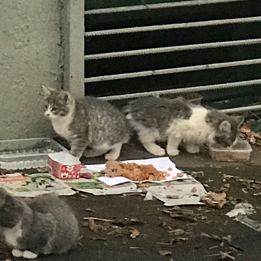 Сжальтесь над малышами заберите домой