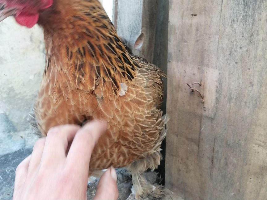 Куры наседки