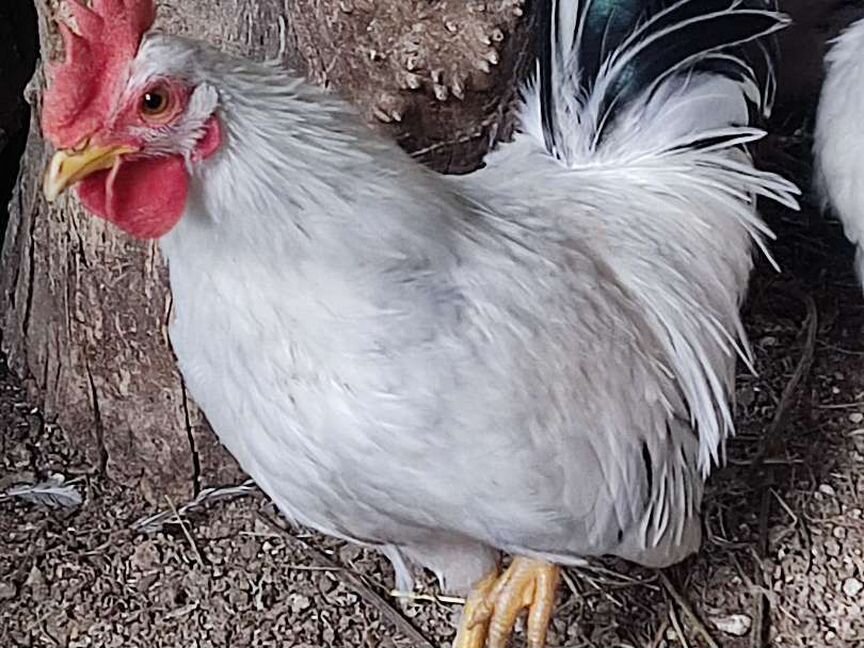 Петухи Шабо