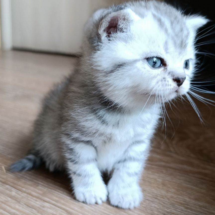 Шотландские котята