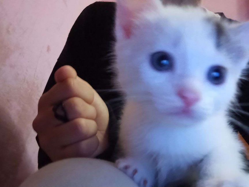 Маленький пупсик(котенок)