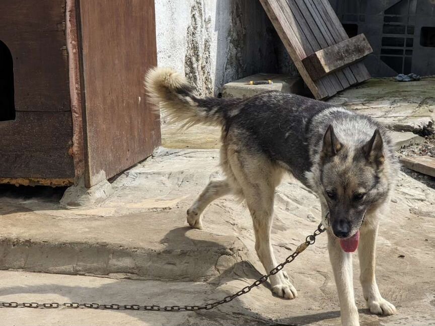 Волкособ в хорошие руки