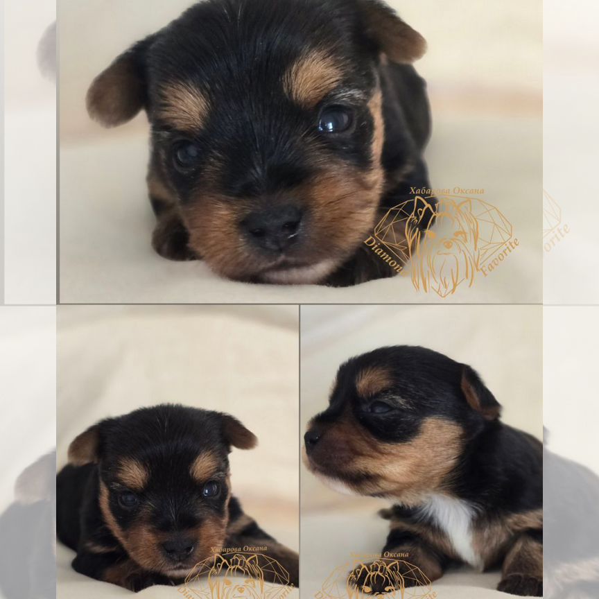 Йоркширский терьер, щенок