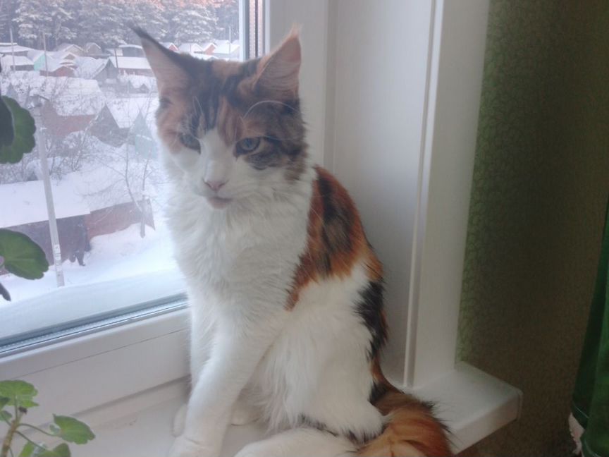 Кошка