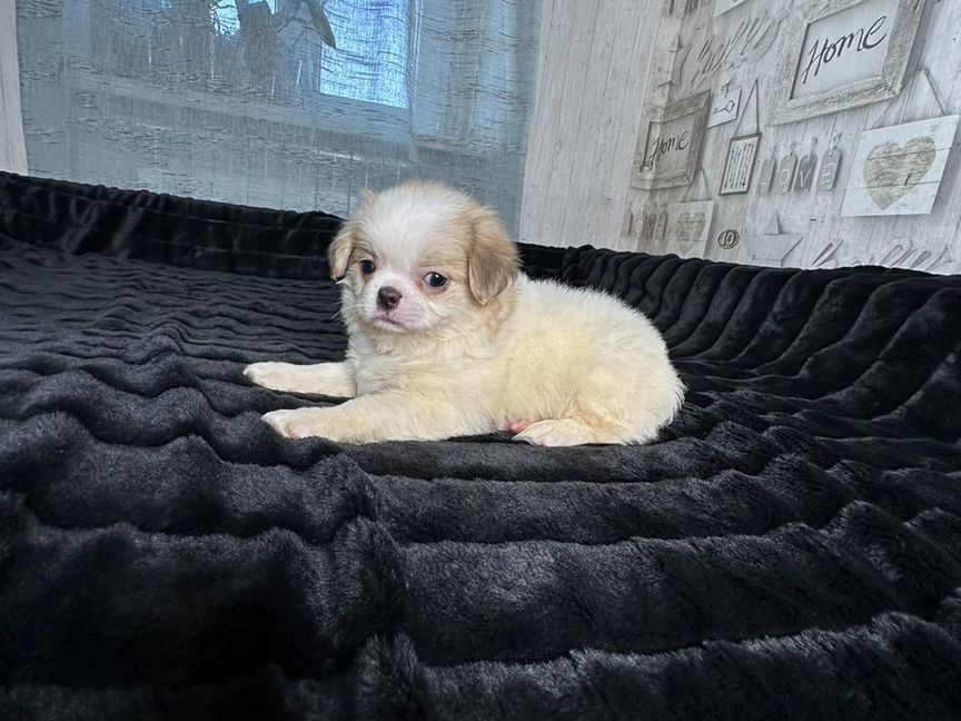 Чихуахуа мальчик