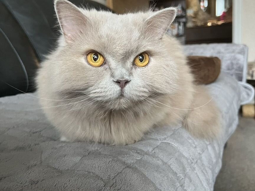 Британская кошка