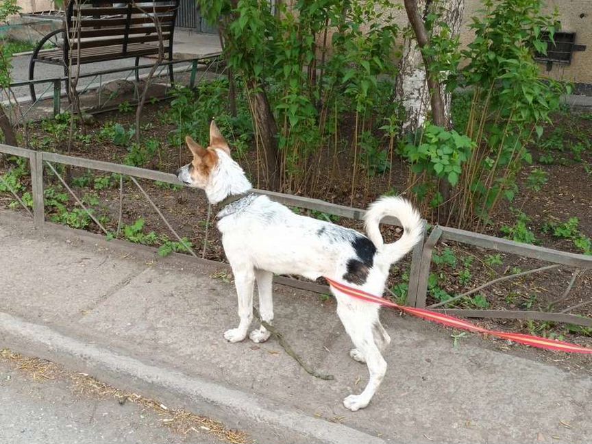 Собака в добрые руки