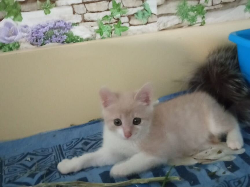 Персиковый котенок Петя в поиске дома