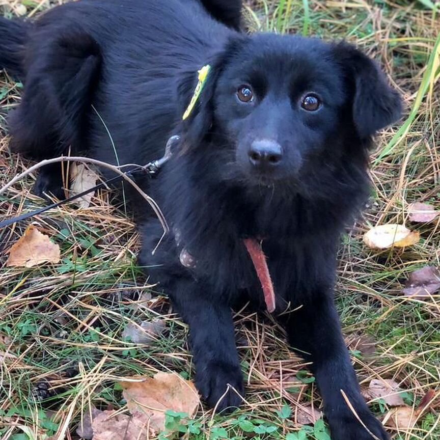 Щенок в добрые руки