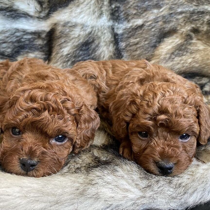 Мальтипу милахи