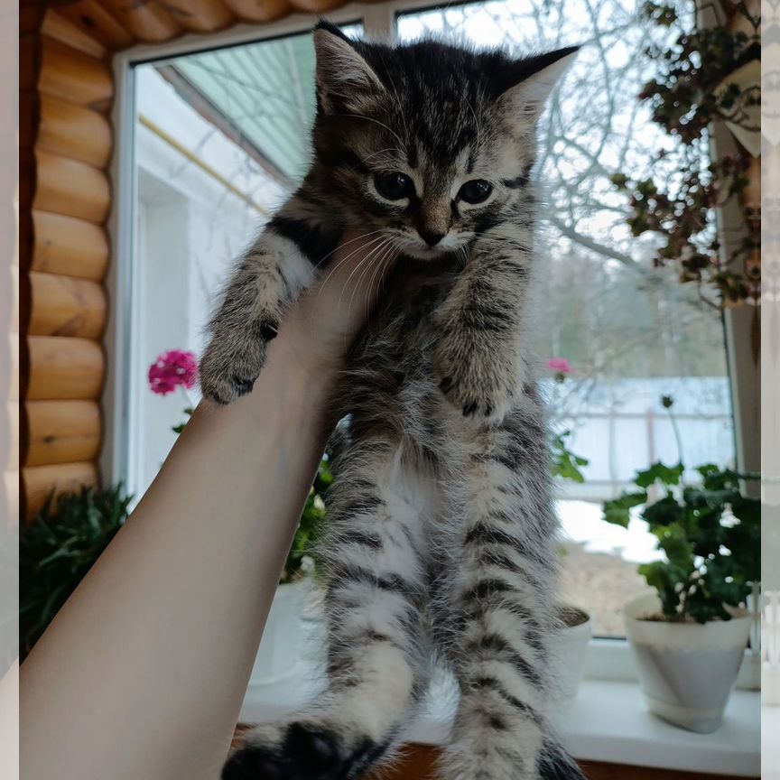 Котёнок в добрые руки