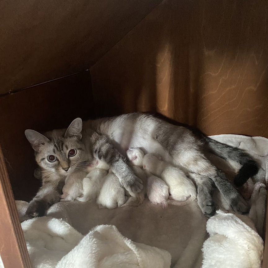 Тайские котята