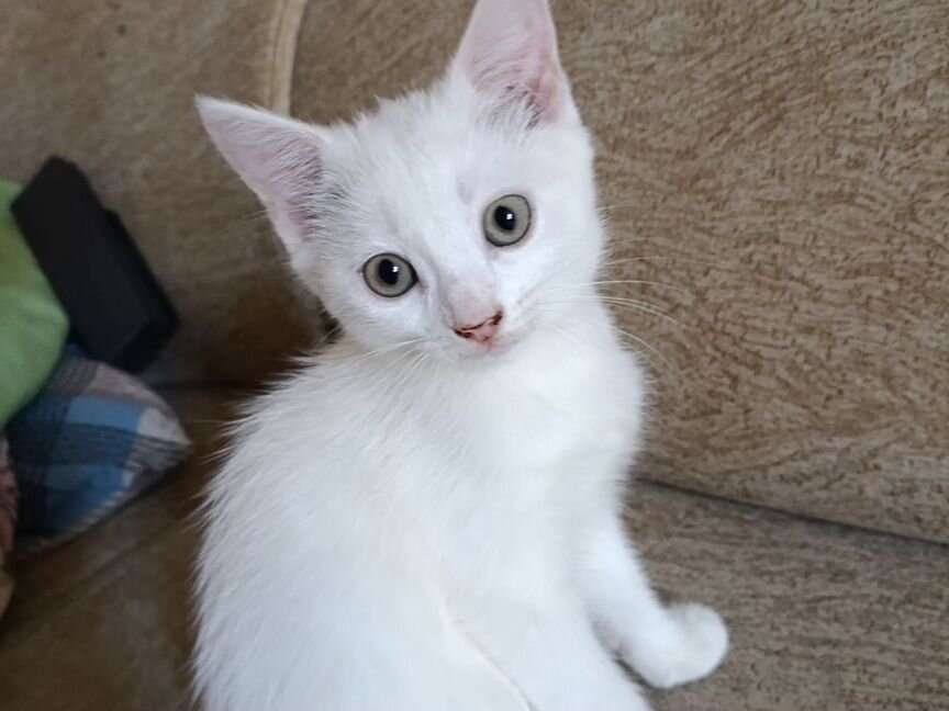 Котёнок, девочка. Ласковая, энергичная, ждёт вас