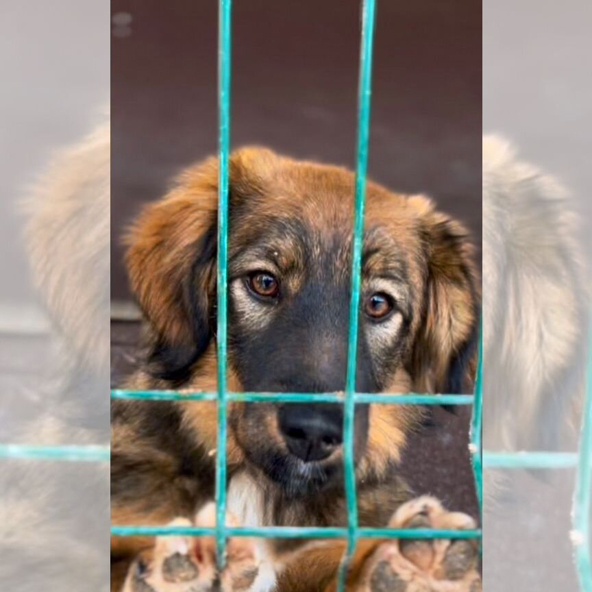 Щенок подросток ищет дом