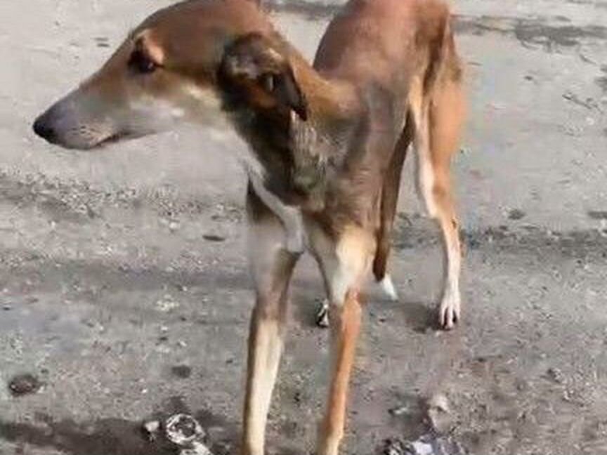 Найдена собака русская борзая