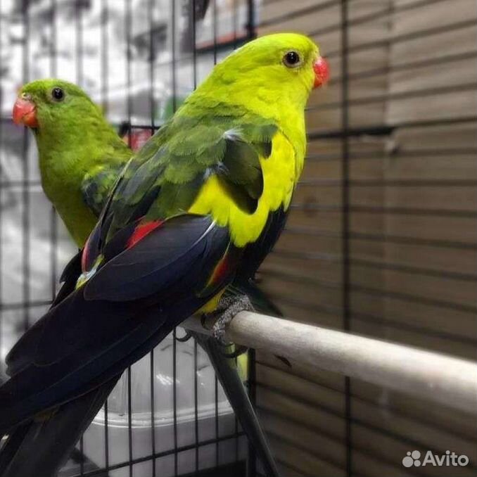 Попугай Горный птенцы