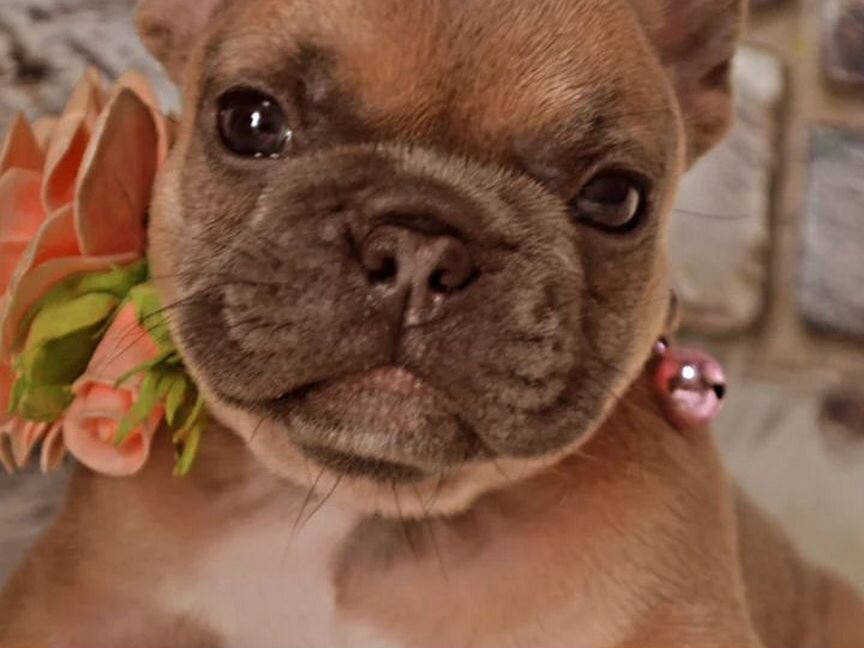 Французский бульдог девочка
