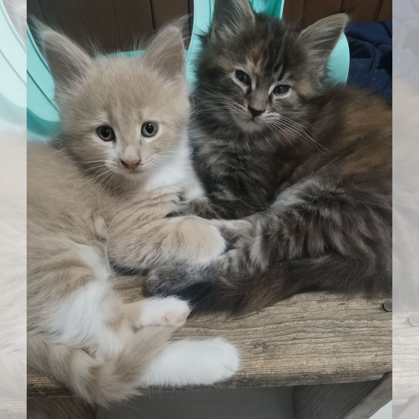 Мейн-кун котёнок