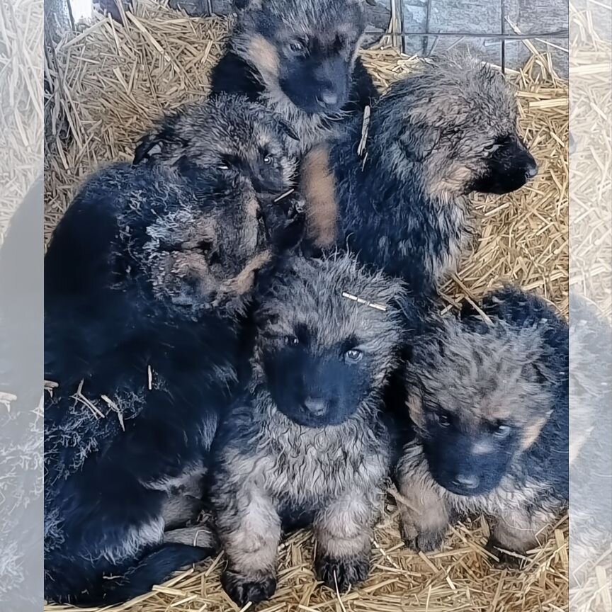 Немецкая овчарка, щенок