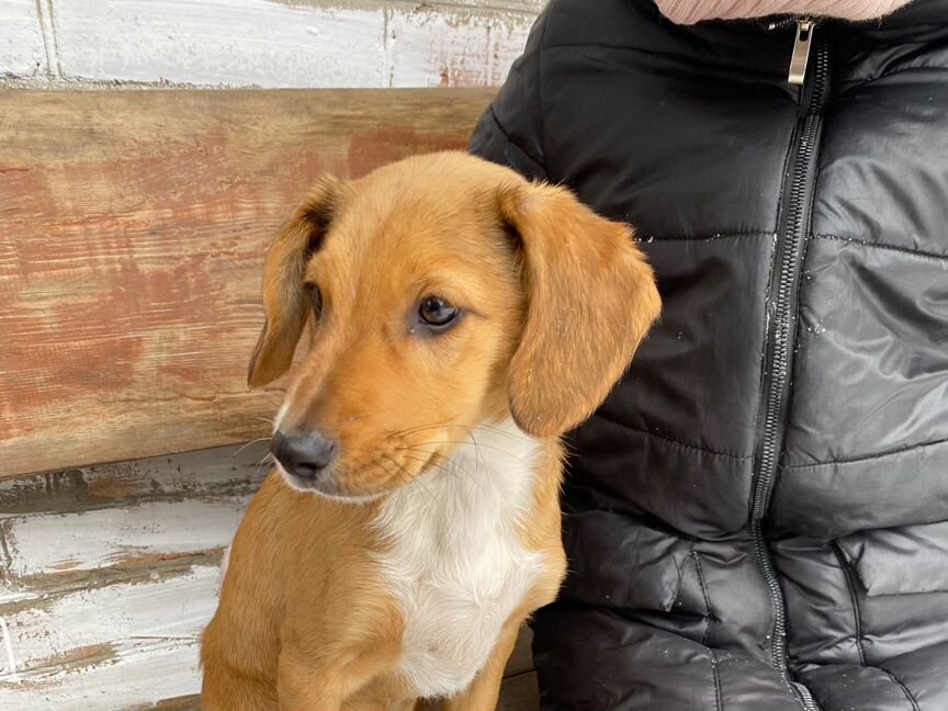 Щенок от мамы спаниеля