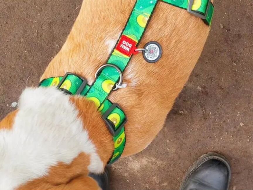 Шлейка waudog
