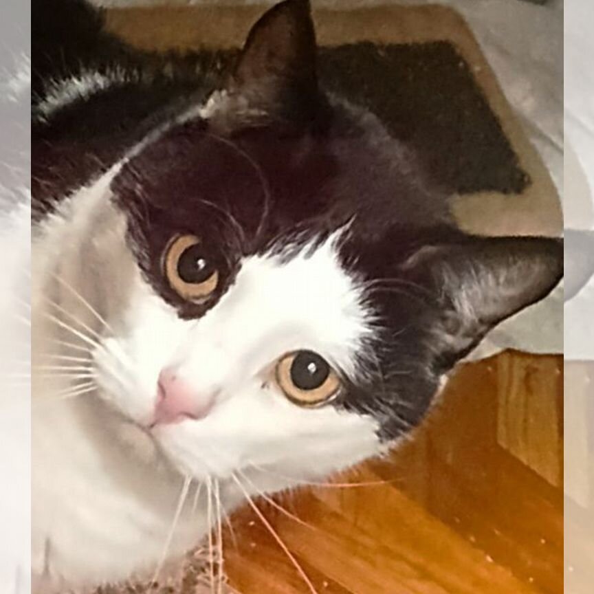 Взрослый кот в добрые руки