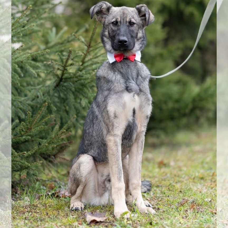 Взрослый пёс в добрые руки