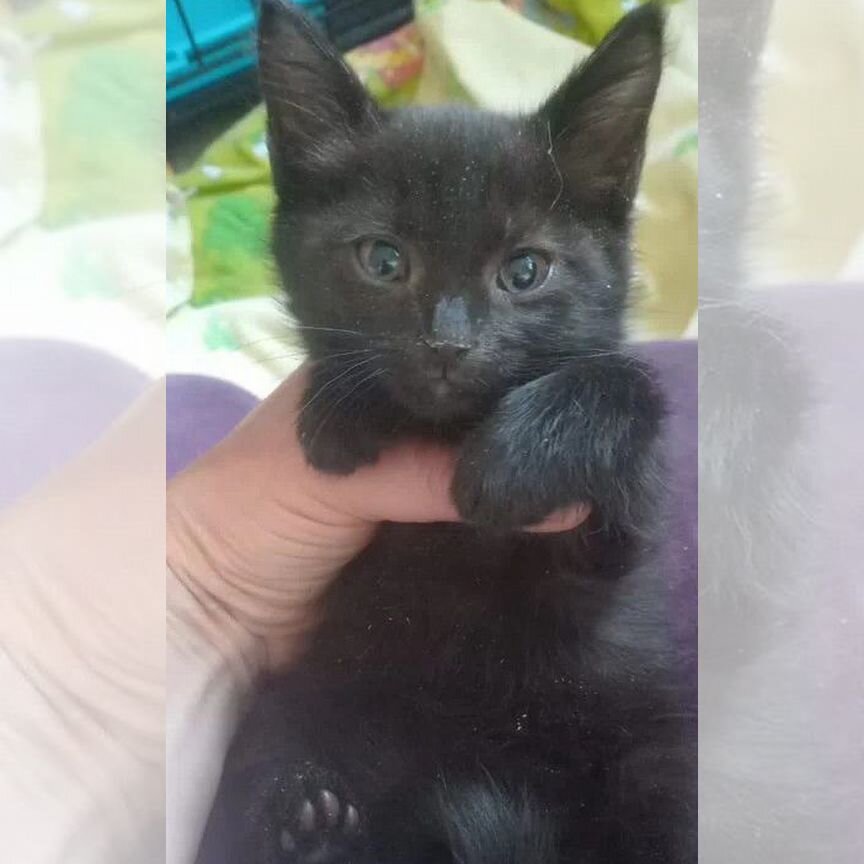 Котёнок в добрые руки