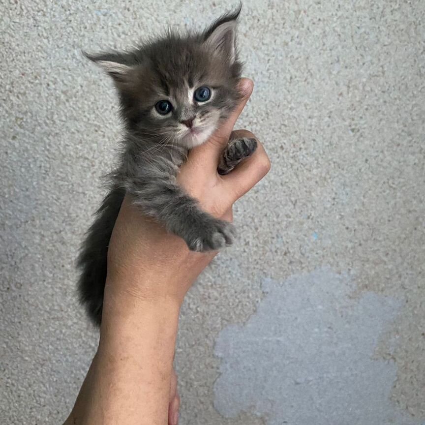 Котята мейн-кун