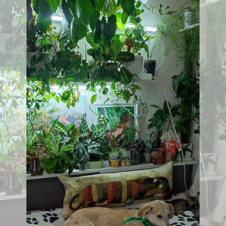 Такса, взрослая собака