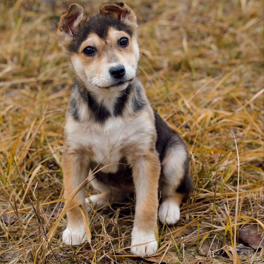 Щенки бесплатно в дар